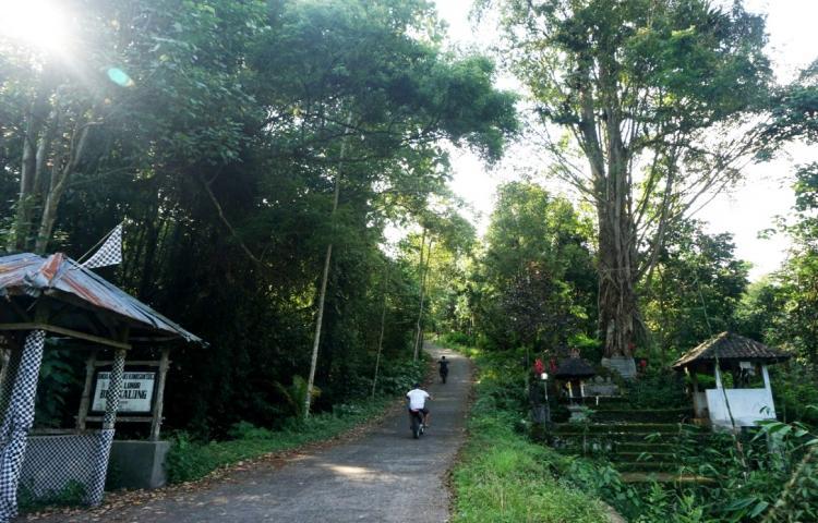 Hutan Adat Besikalung yang Terletak di Kaki Gunung Batukaru Ditakuti ...