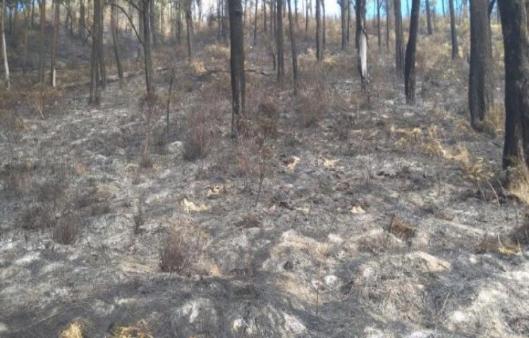 Kebakaran Hutan Di Gunung Lawu Meluas Seluruh Jalur Pendakian Ditutup