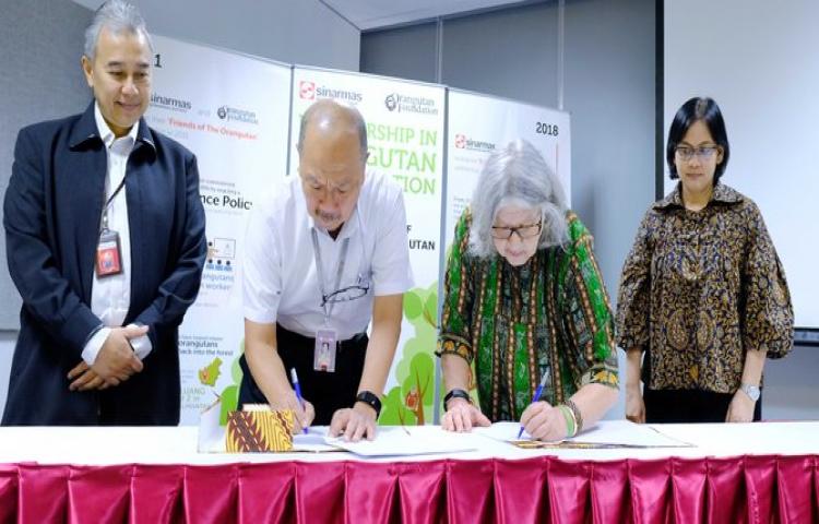 Sinar Mas Agribisnis lanjutkan kerja sama dengan Orangutan Foundation ...